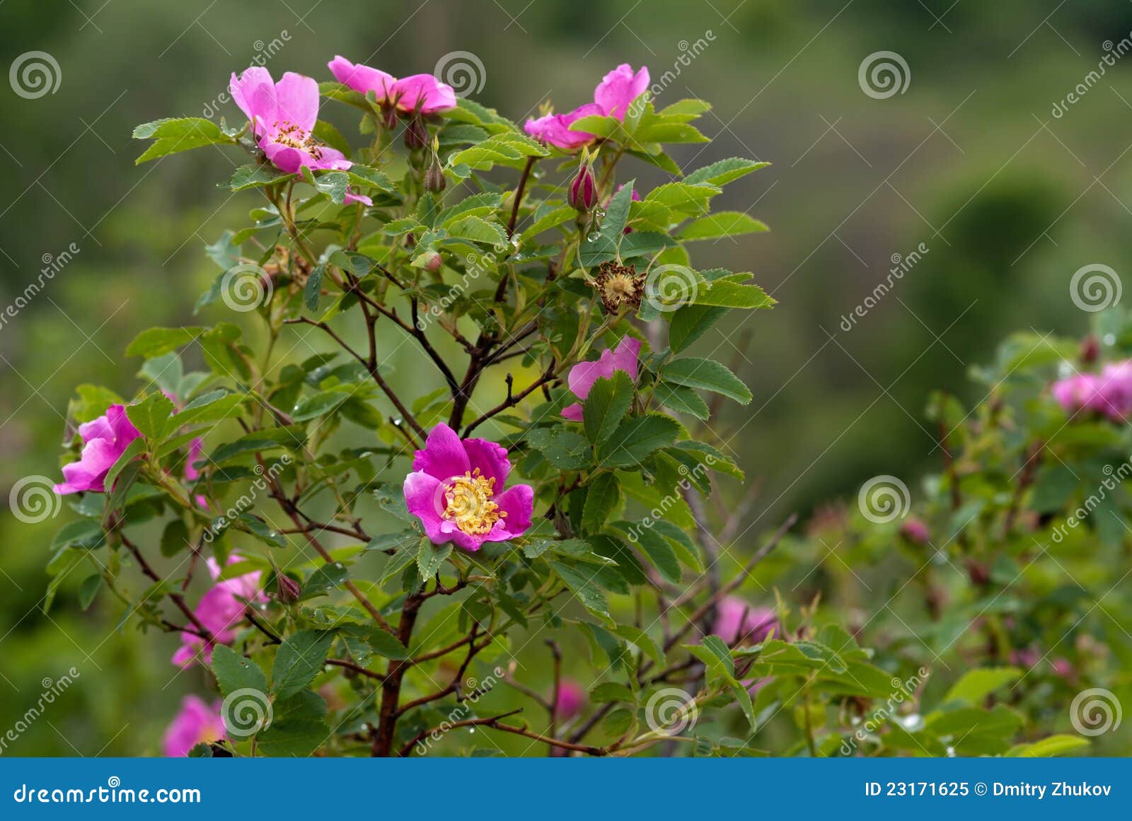 Briar stock image. Image of thorn, flora, pink, outdoor - 23171625