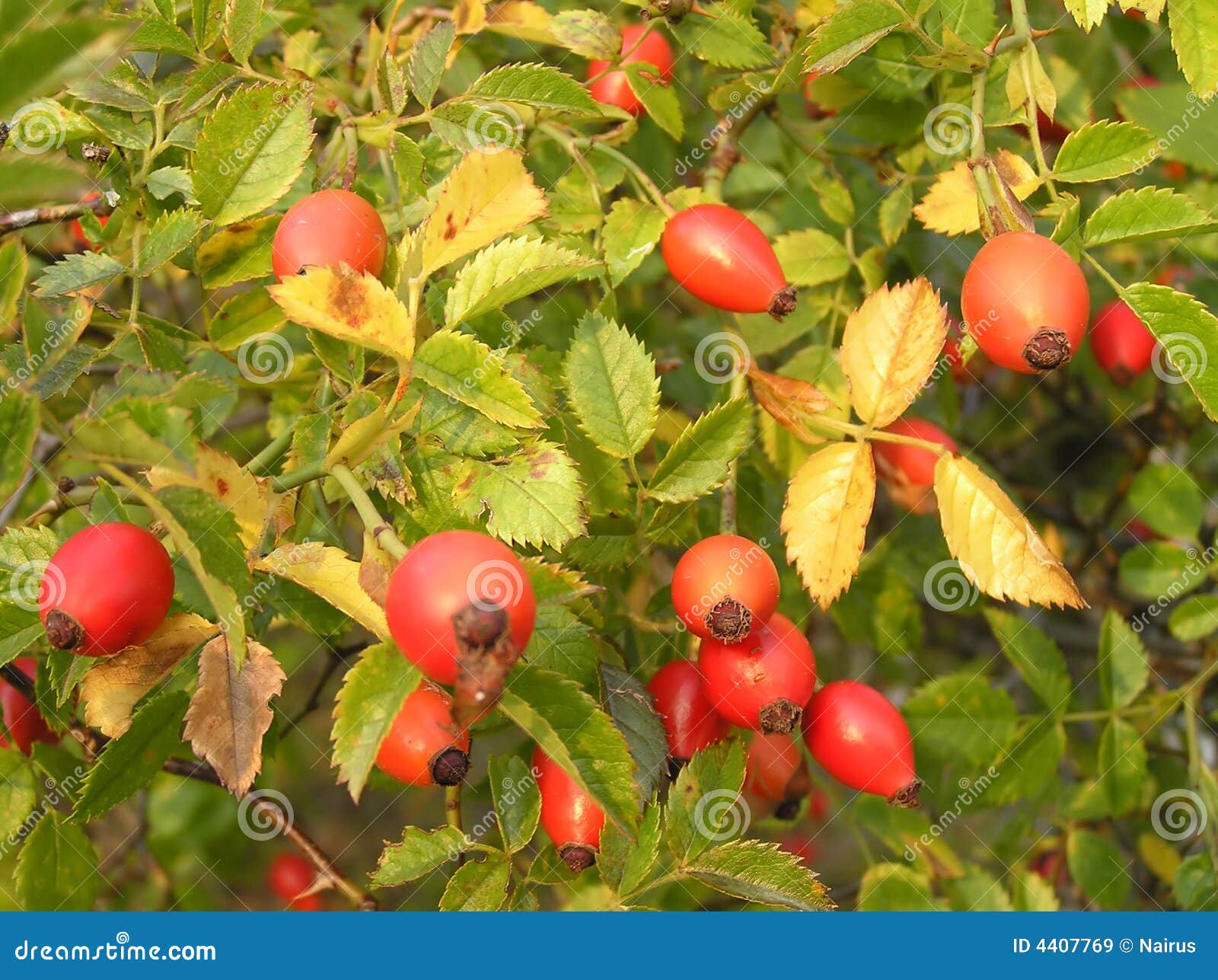 Briar stock image. Image of flora, berry, brierberry, rose - 4407769