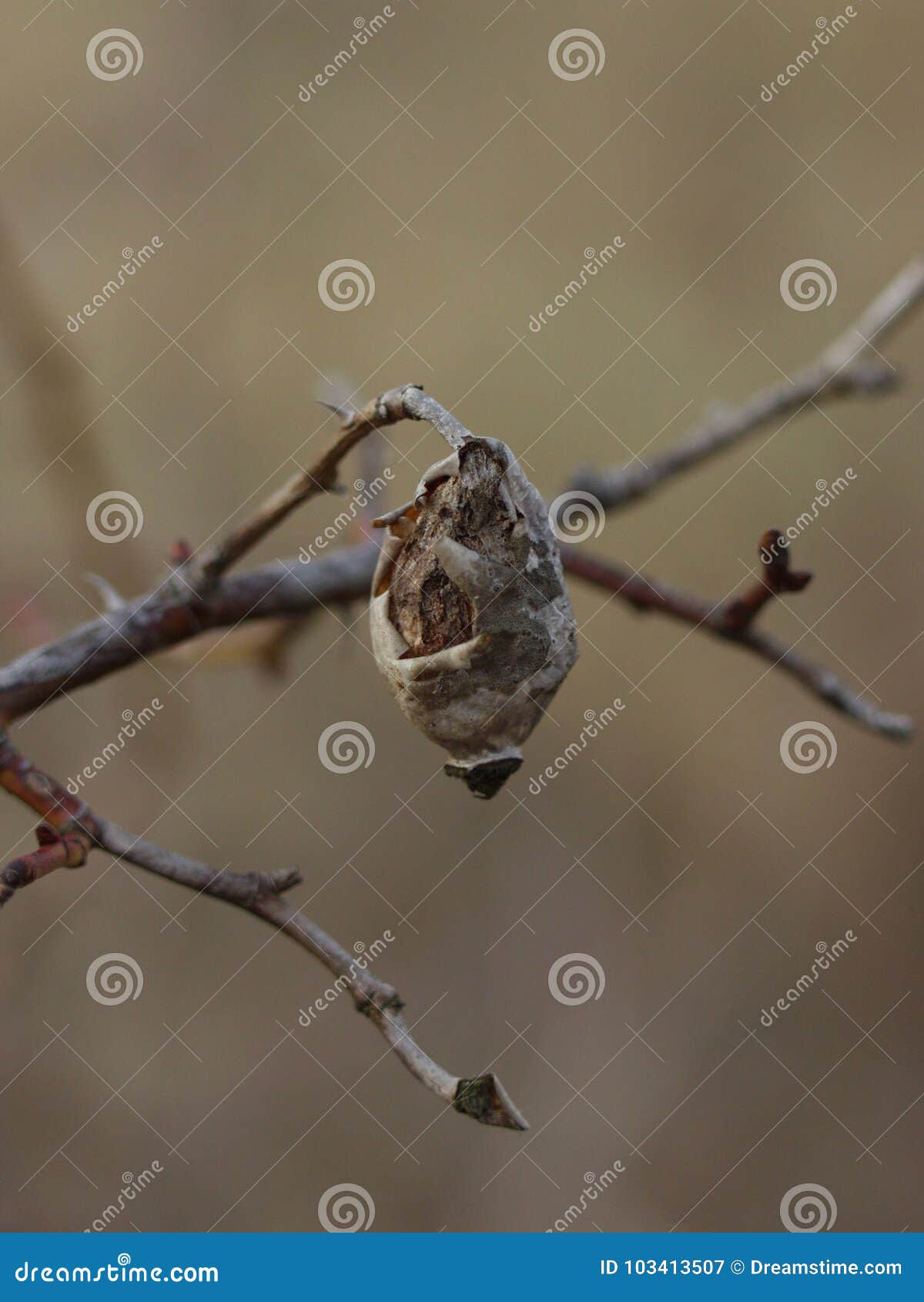 Briar in late Autumn. stock image. Image of autumn, surface - 103413507