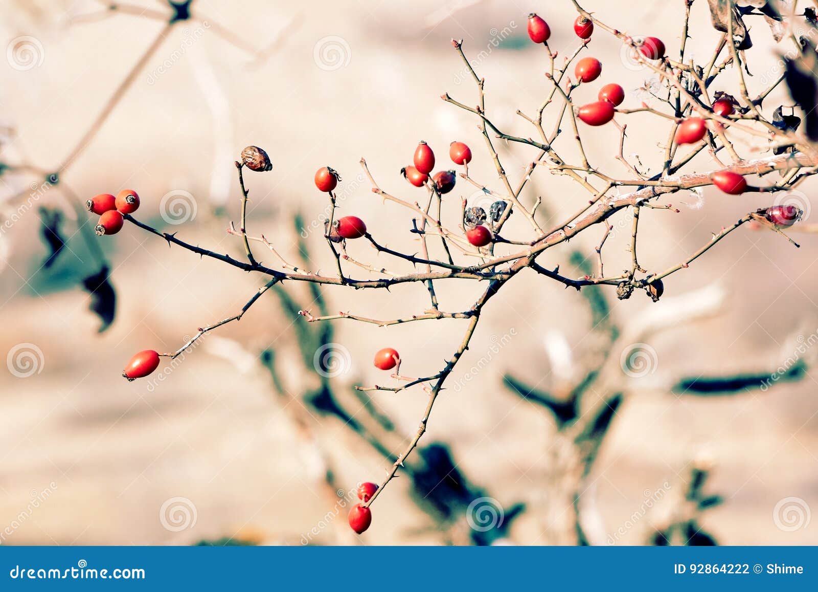 Briar in autumn stock photo. Image of season, closeup - 92864222