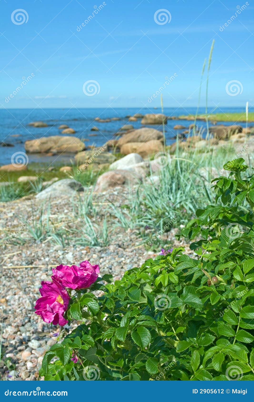 Briar on the beach stock photo. Image of strand, coast - 2905612