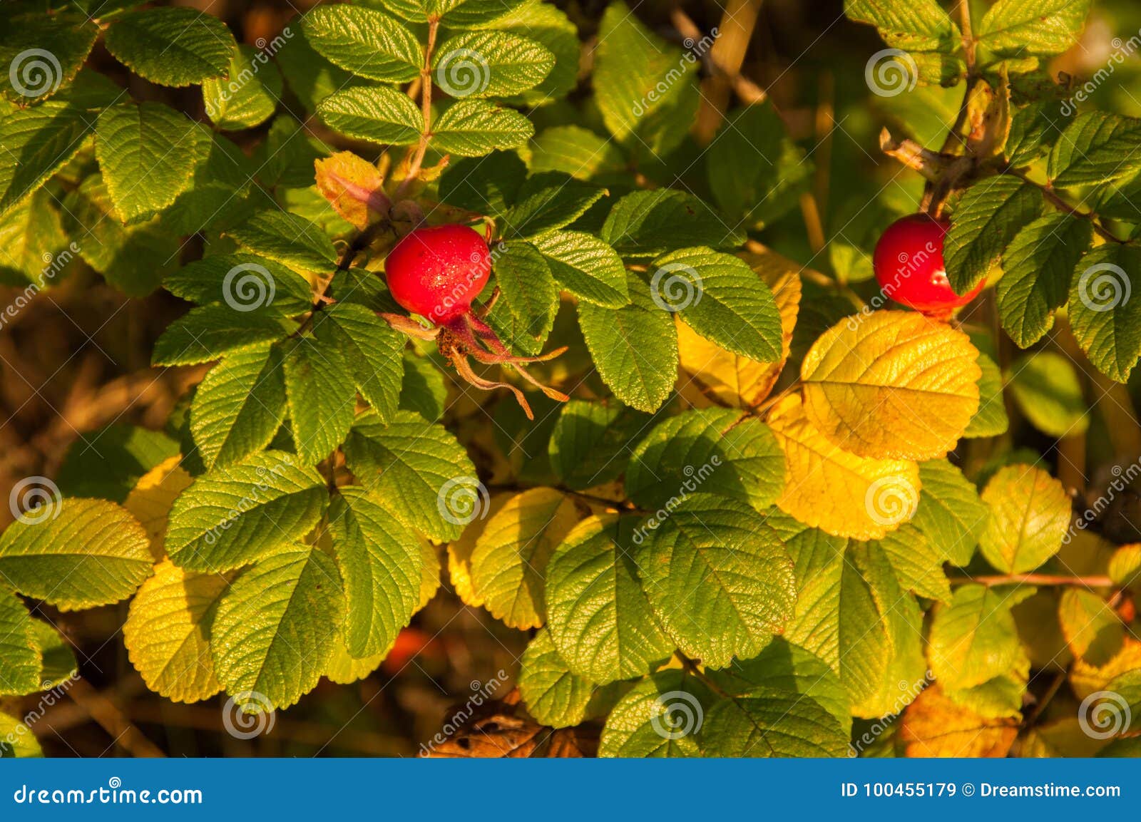Briar berries stock image. Image of branch, yellow, leaves - 100455179