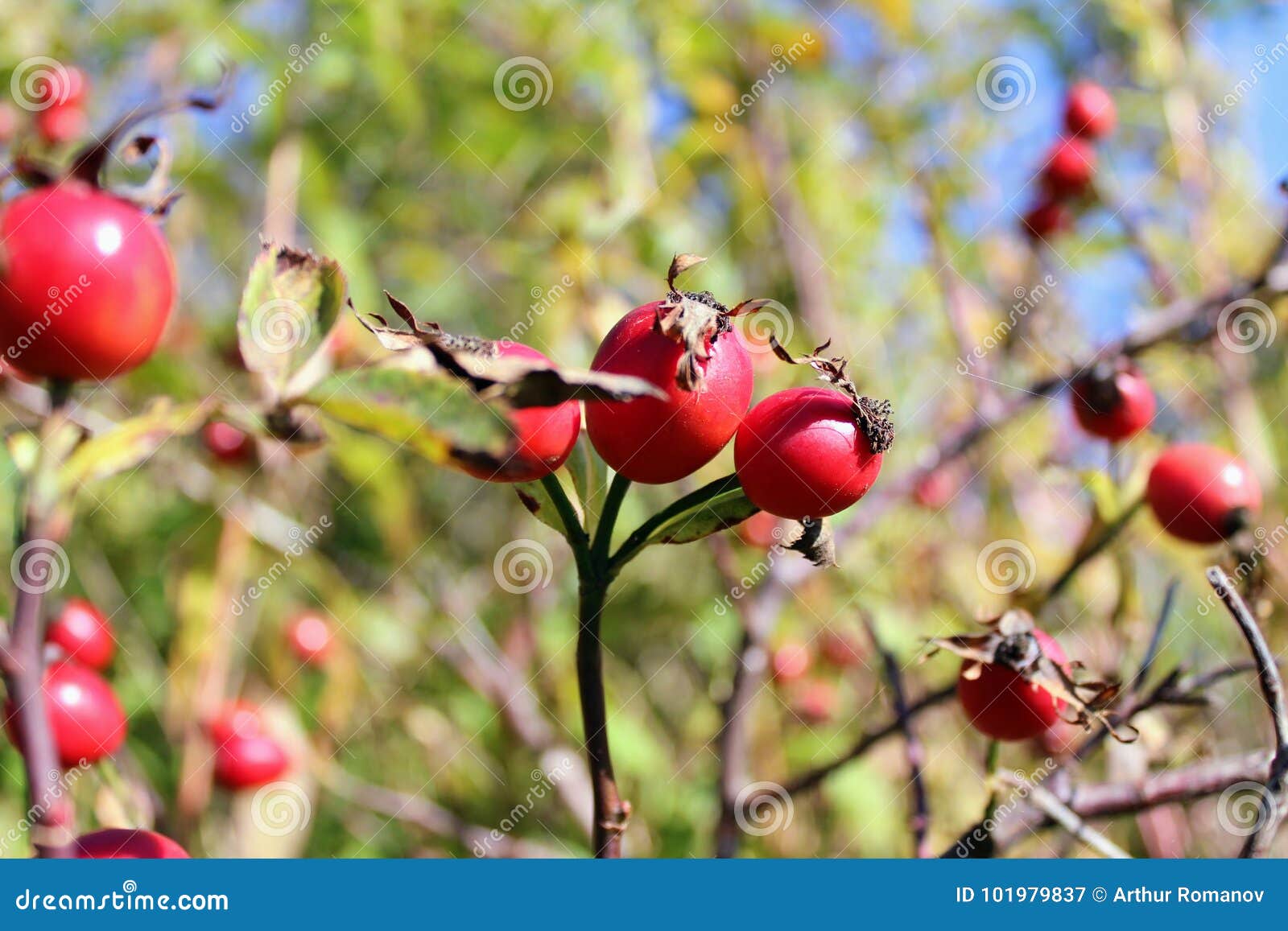 Briar Berries Growing on Branches of a Bush Stock Image - Image of ...
