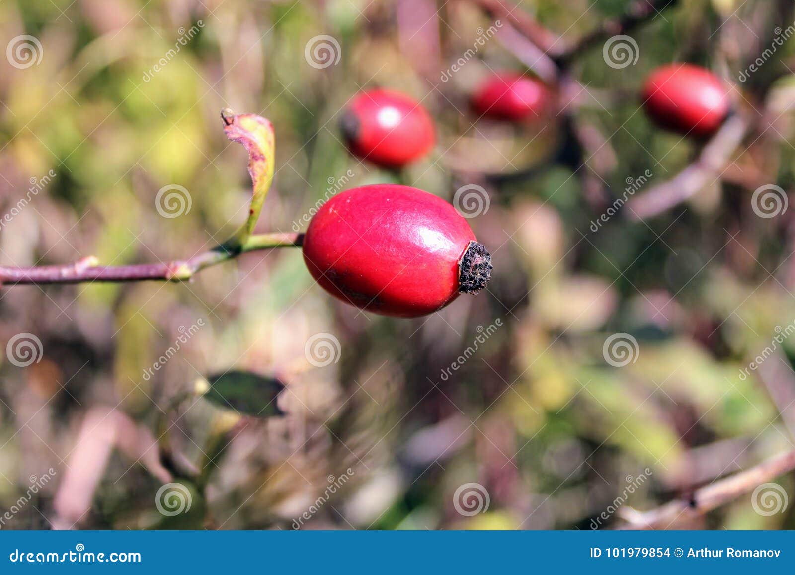 Briar Berries Growing on Branches of a Bush Stock Photo - Image of leaf ...