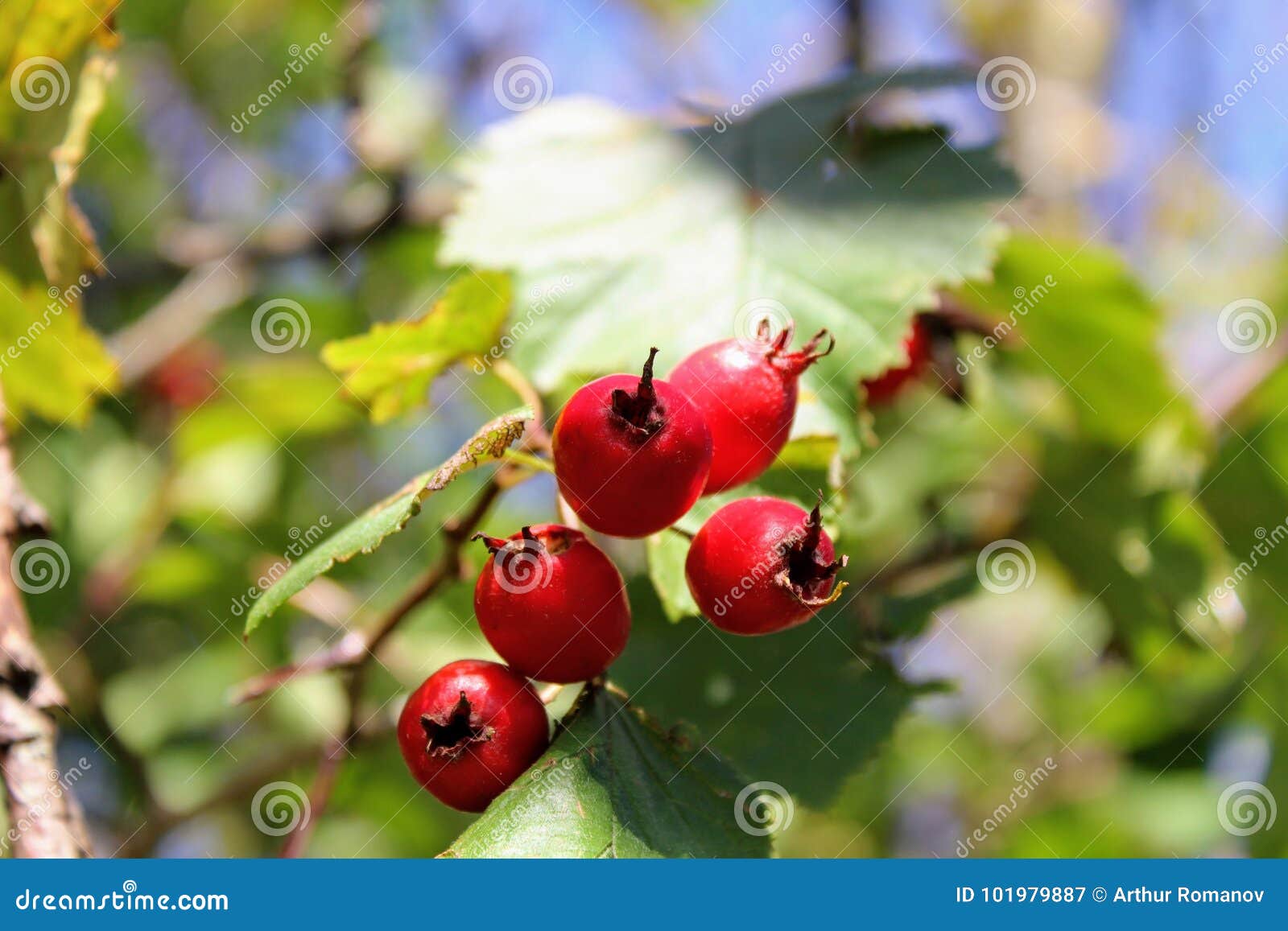Briar Berries Growing on Branches of a Bush Stock Image - Image of ...