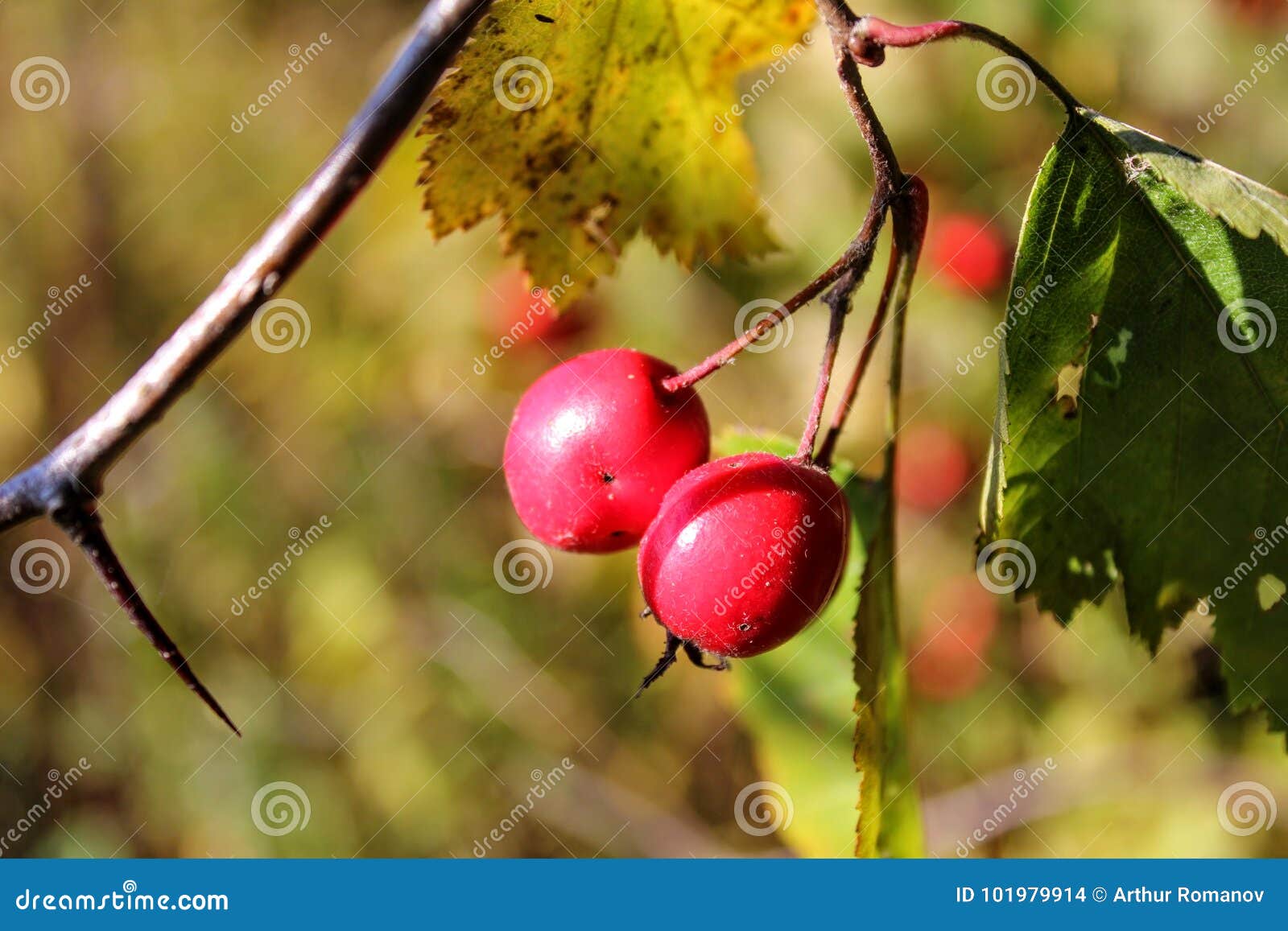 Briar Berries Growing on Branches of a Bush Stock Photo - Image of leaf ...