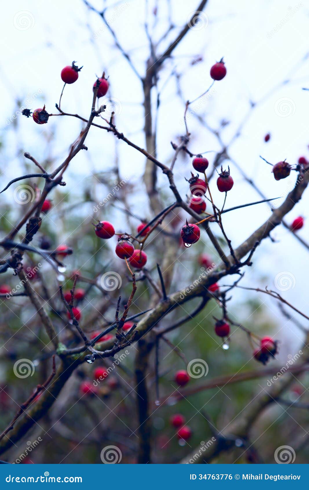 Briar Berry stock photo. Image of bare, wild, field, droplets - 34763776