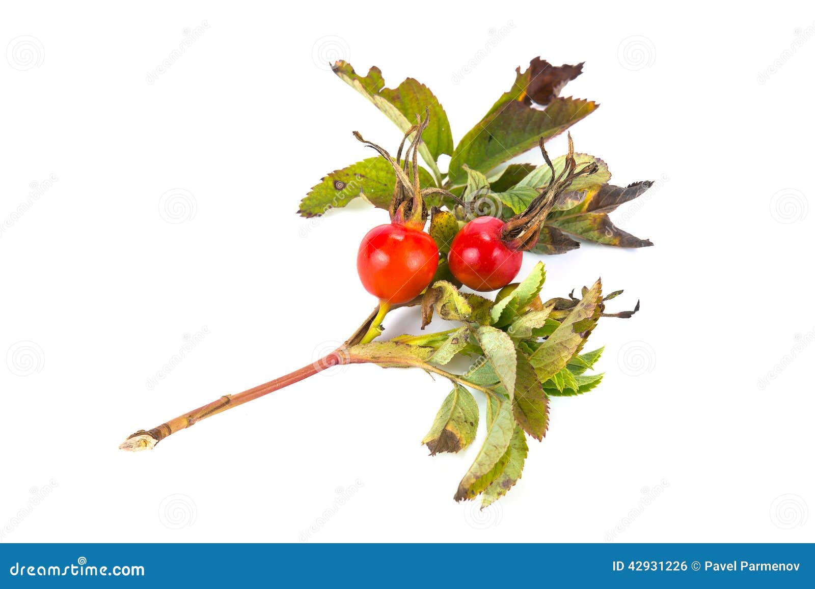 Briar stock photo. Image of fresh, green, healthful, plant - 42931226