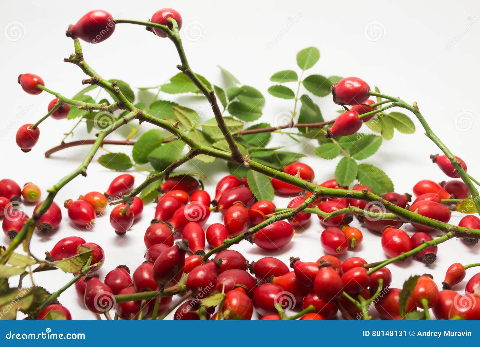 Briar stock image. Image of nature, plant, season, autumn - 80148131