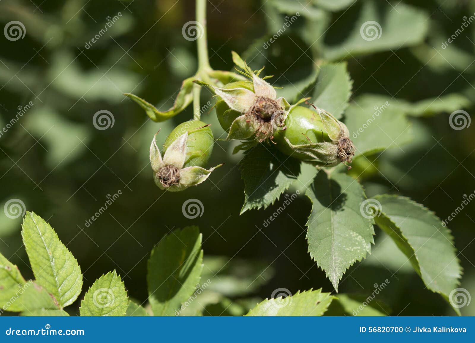 Briar bush stock photo. Image of bush, spring, briar - 56820700