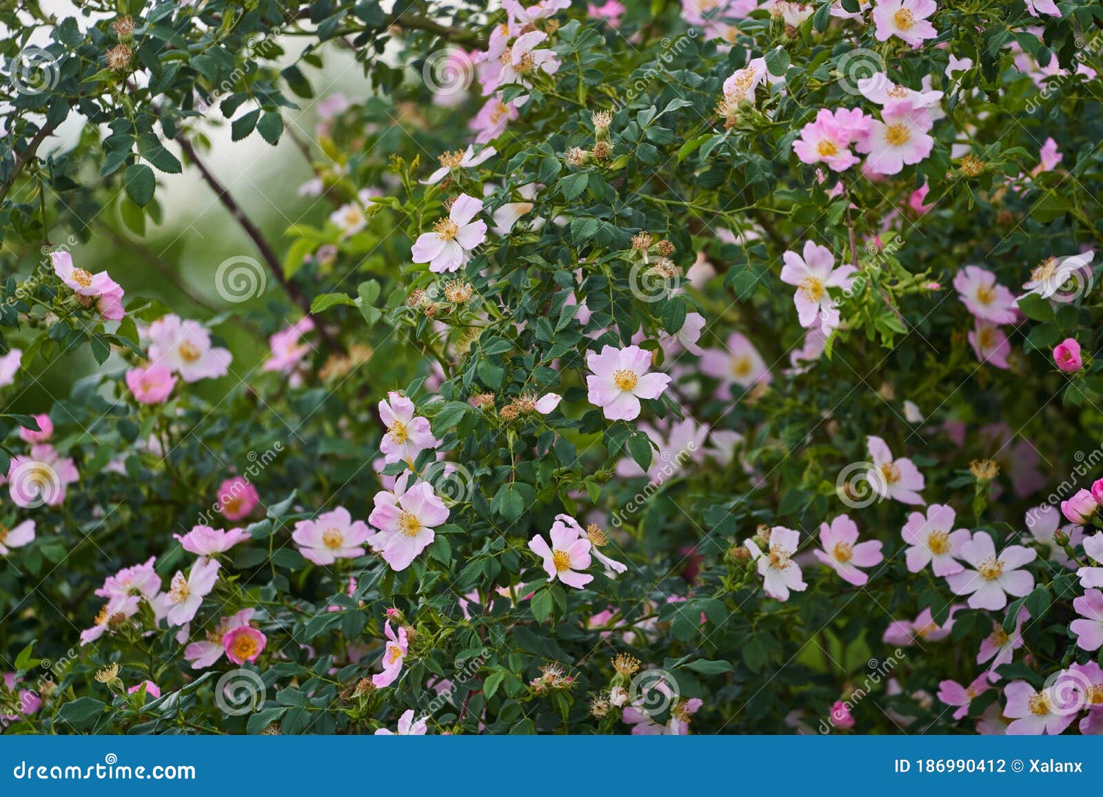 Briar bush closeup stock photo. Image of plant, flower - 186990412