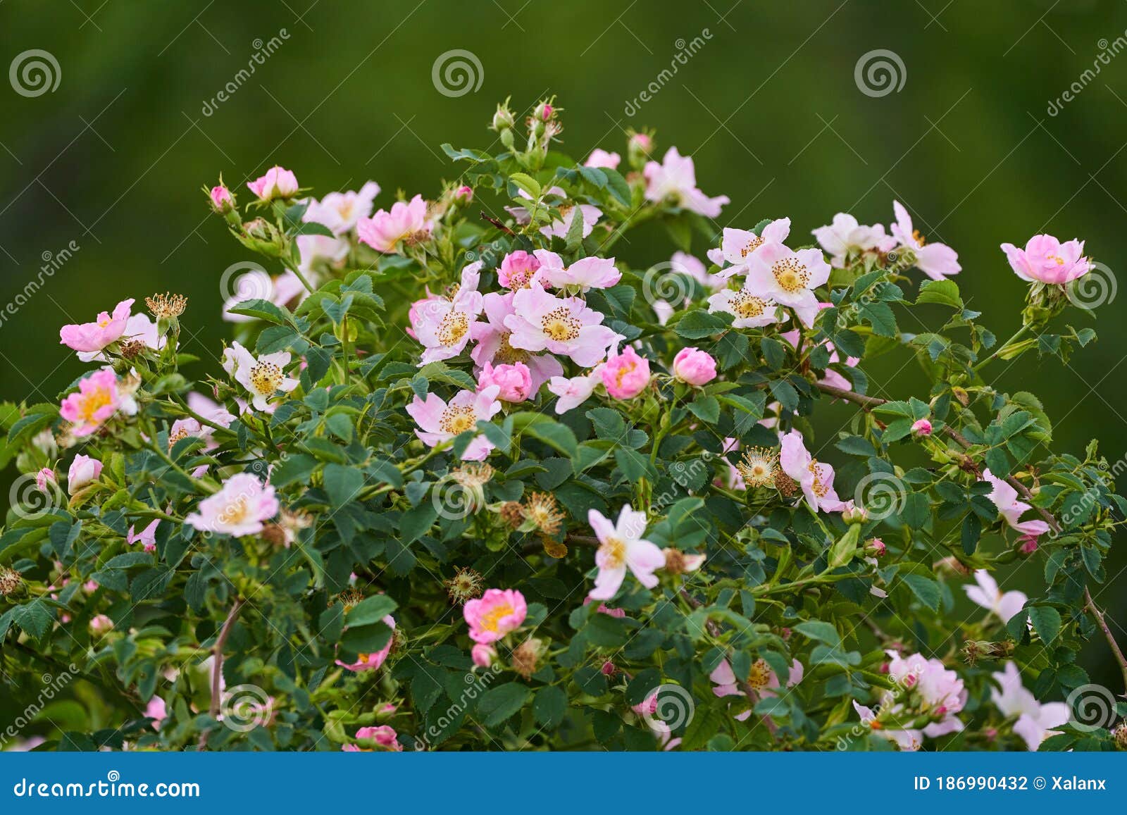 Briar bush closeup stock photo. Image of colorful, garden - 186990432