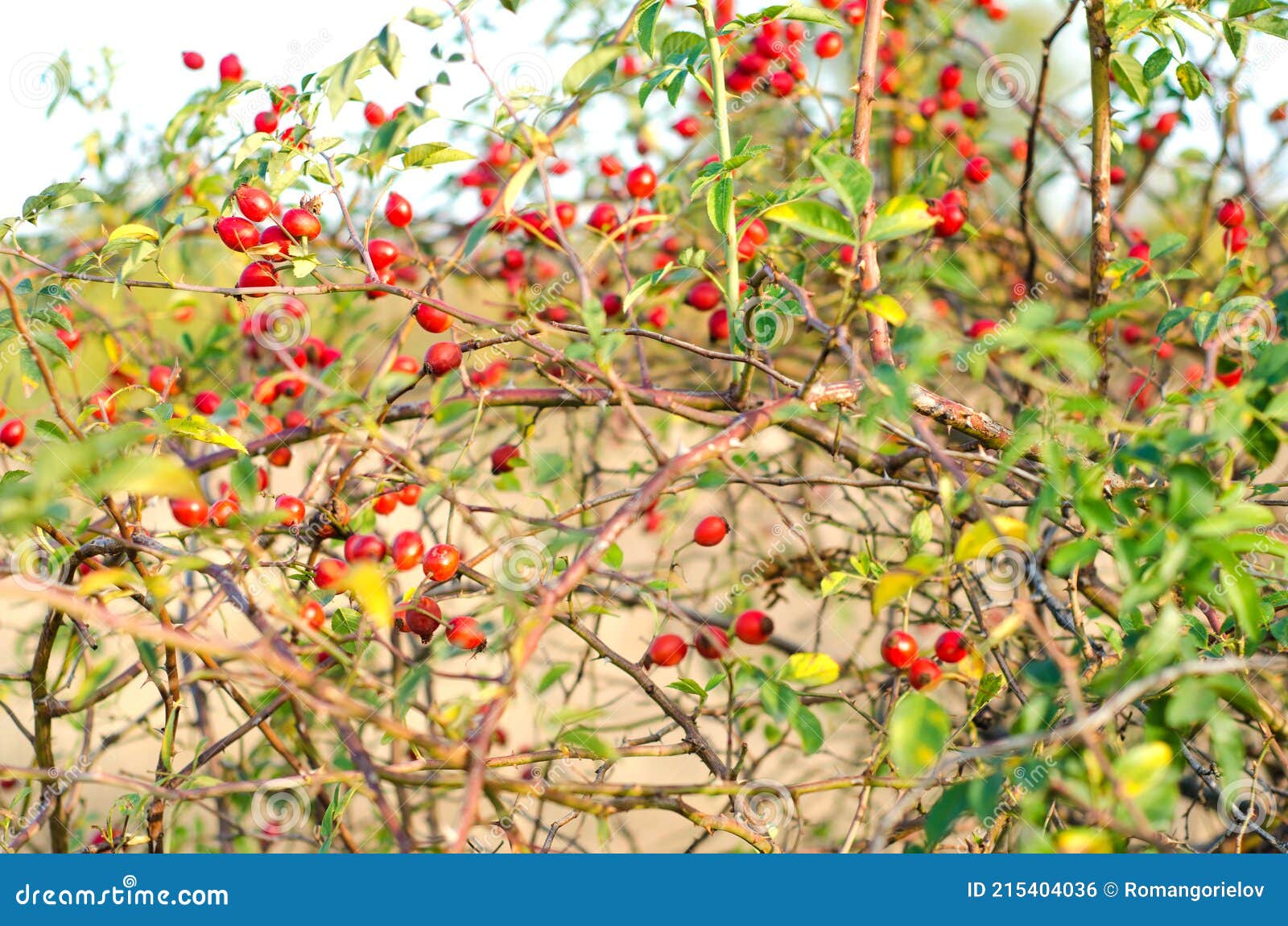 Briar bush stock photo. Image of leaf, autumn, healthy - 215404036