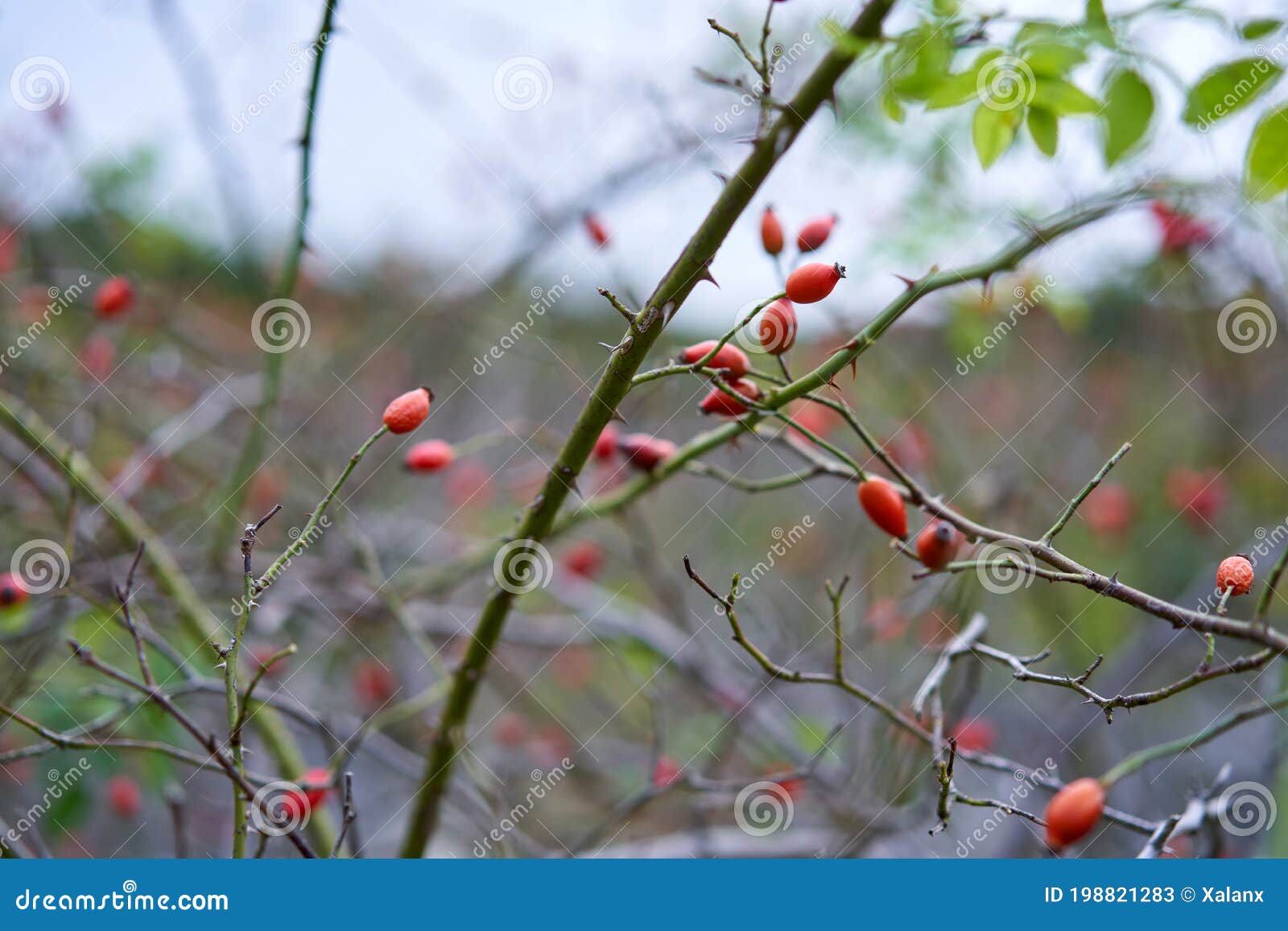 Briar bush with fruits stock image. Image of nature - 198821283