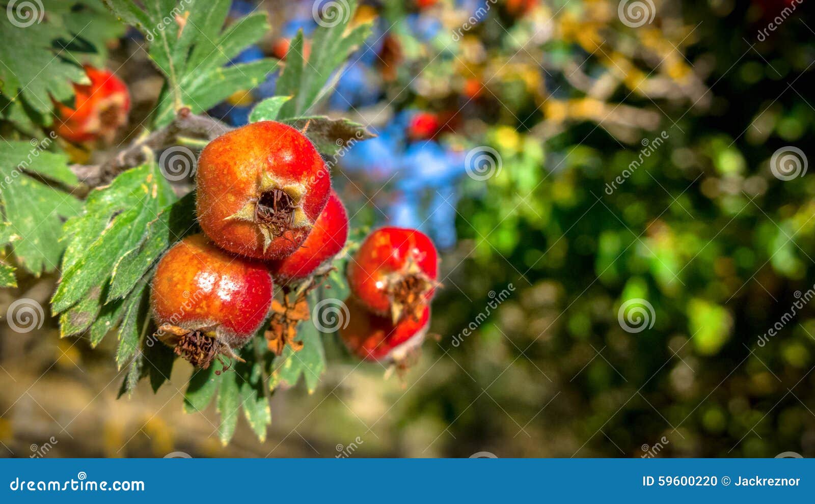 Briar stock photo. Image of briar, view, sweet, vegetable - 59600220