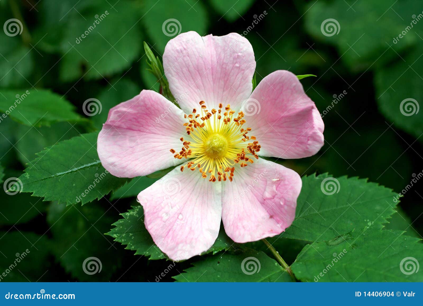 Briar flower stock photo. Image of pink, petal, outside - 14406904