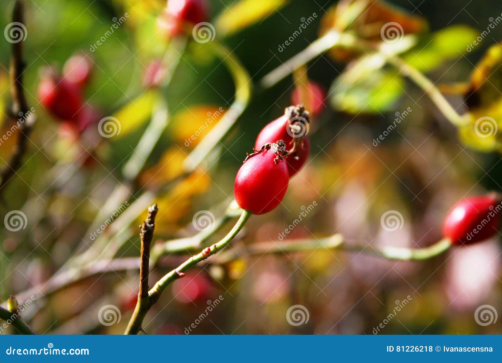 Briar fruit stock photo. Image of flower, food, branch - 81226218