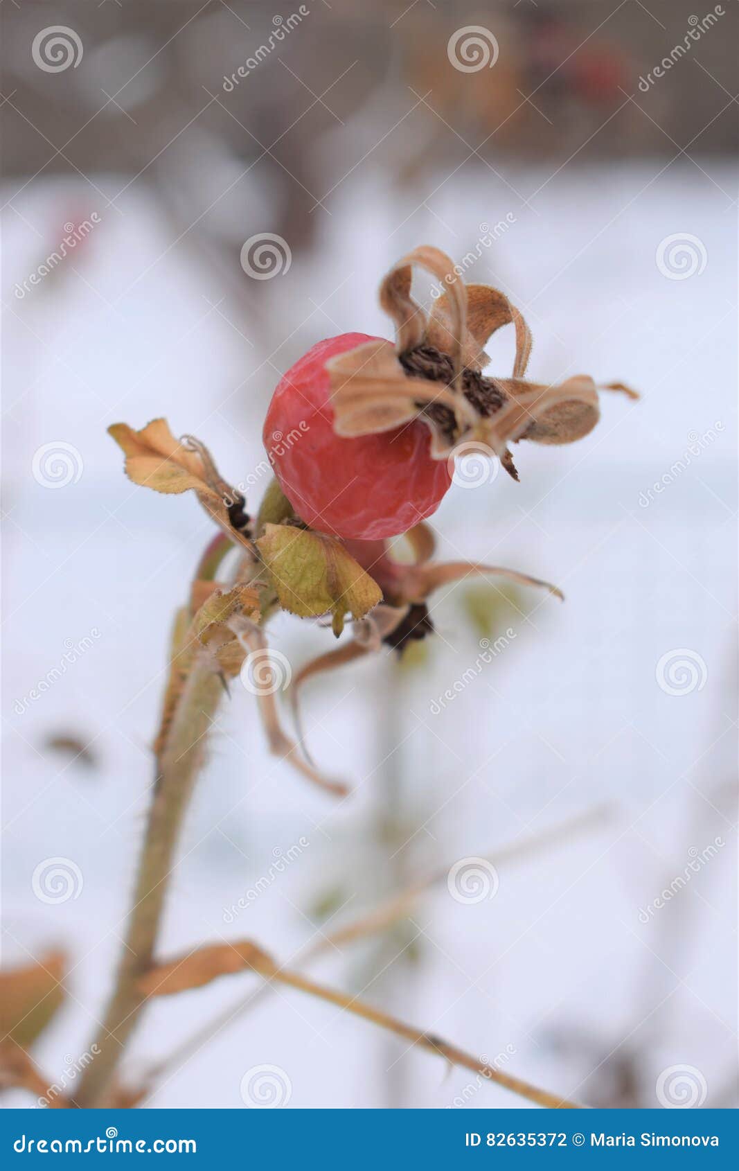 Briar fruit in winter stock photo. Image of brown, sour - 82635372