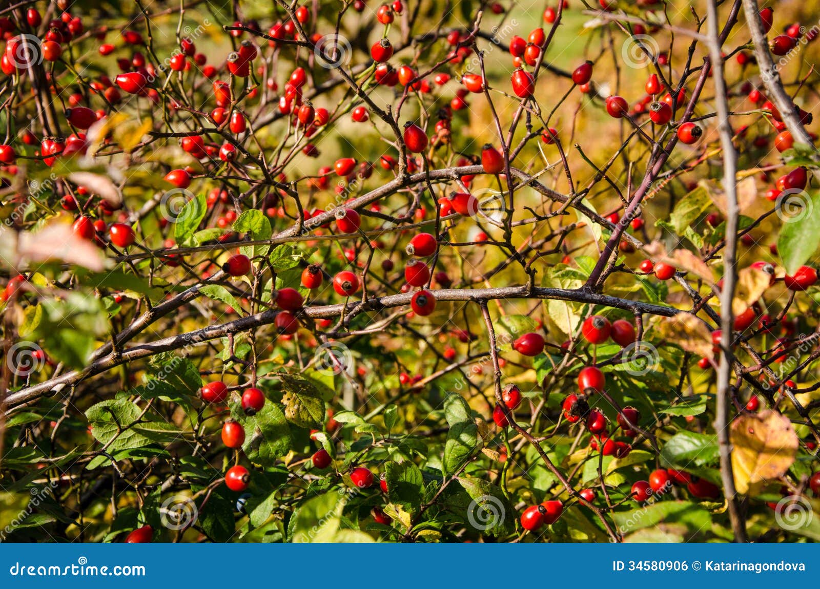 Briar stock photo. Image of plant, crop, sweetbrier, texas - 34580906