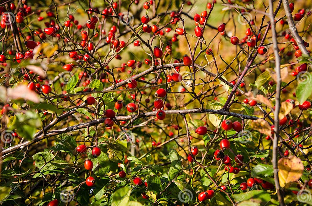 Briar stock photo. Image of nature, homeopathy, wild - 34580906