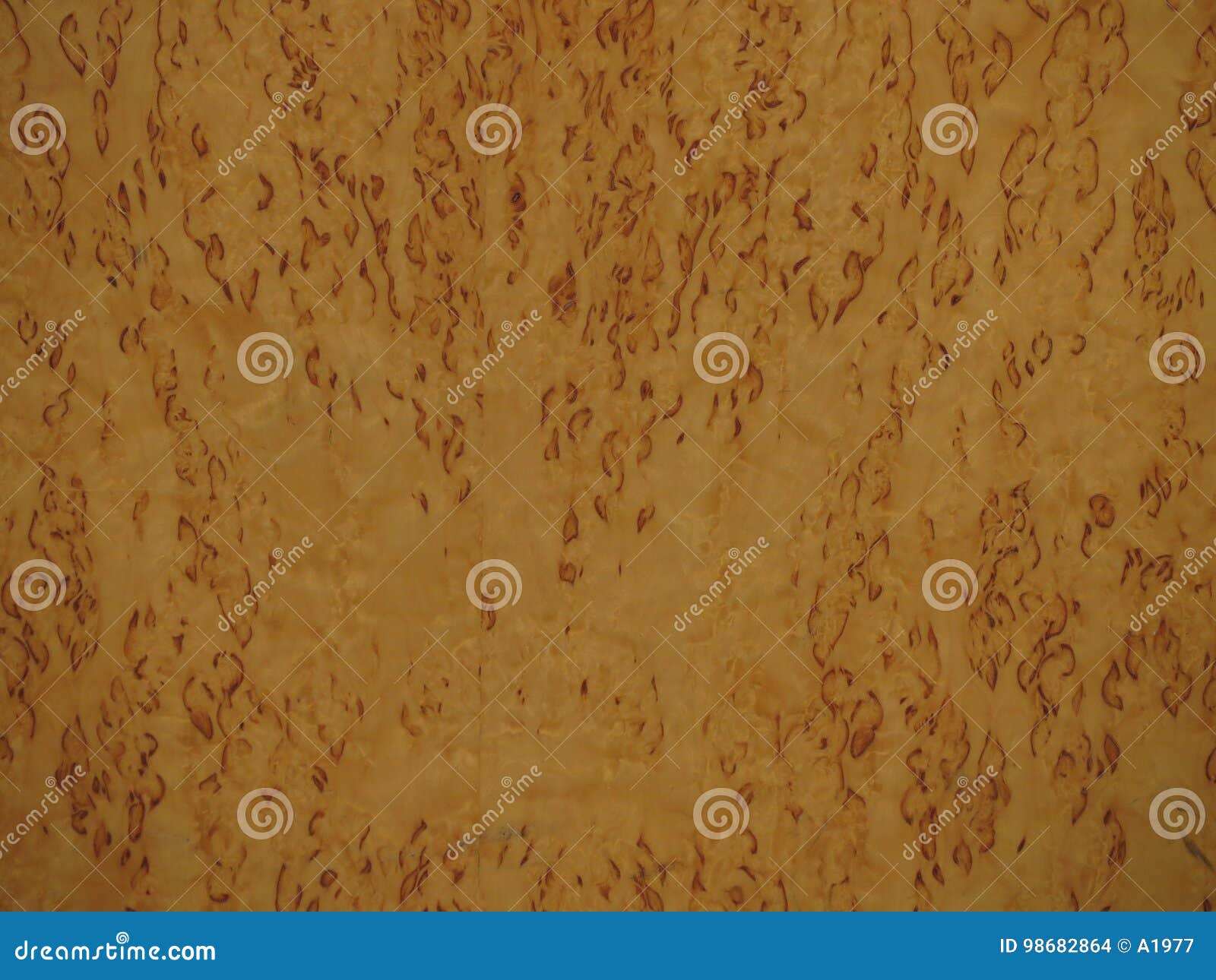 Briar root wood stock photo. Image of texture, stylish - 98682864