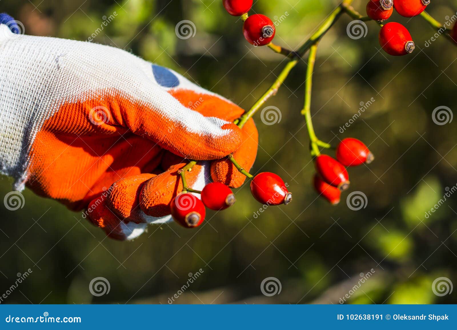 Briar, Wild Rose Hip Shrub in Nature Stock Image - Image of hips ...