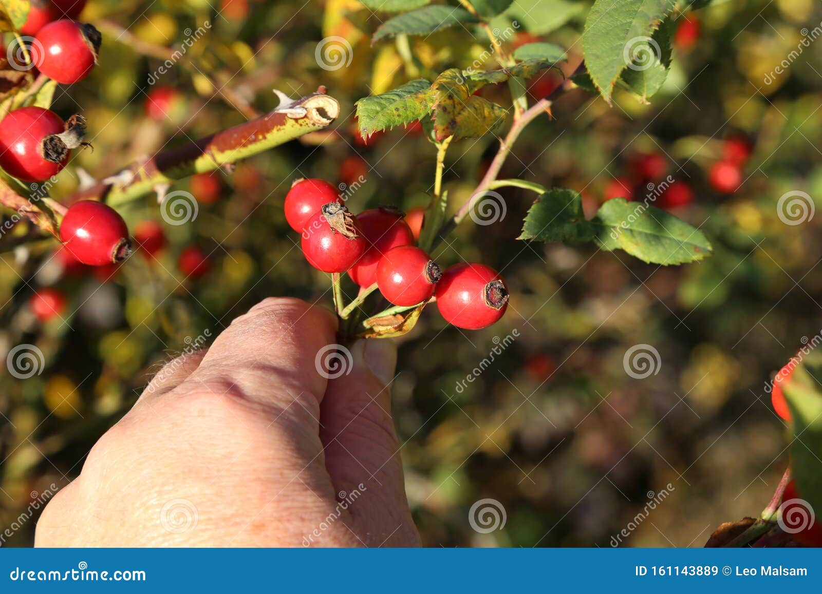 Briar, Wild Rose Hip Shrub in Nature Stock Image - Image of frost ...