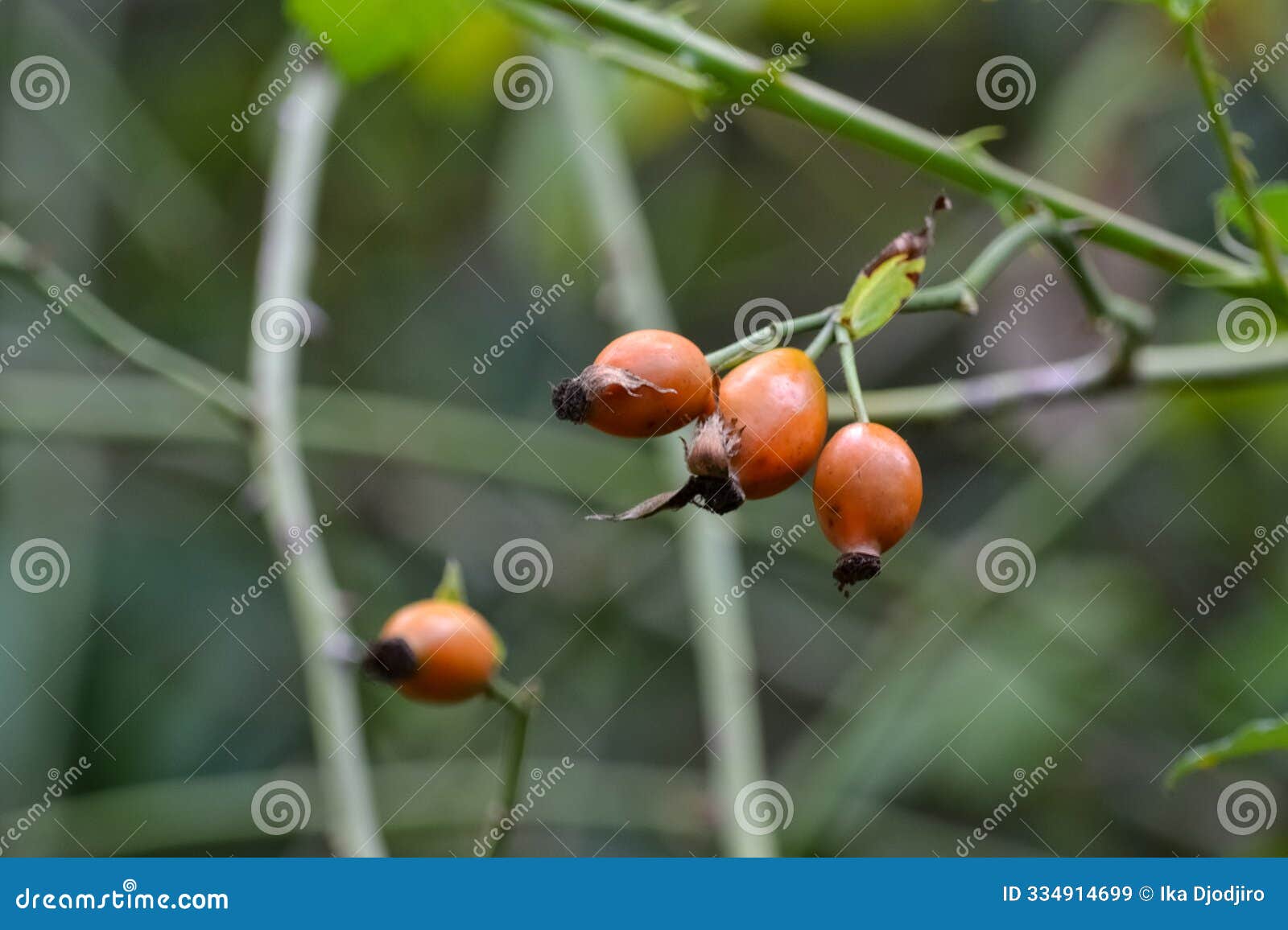 Briar, Wild Rose Hip Shrub in Nature Stock Image - Image of wild, leaf ...