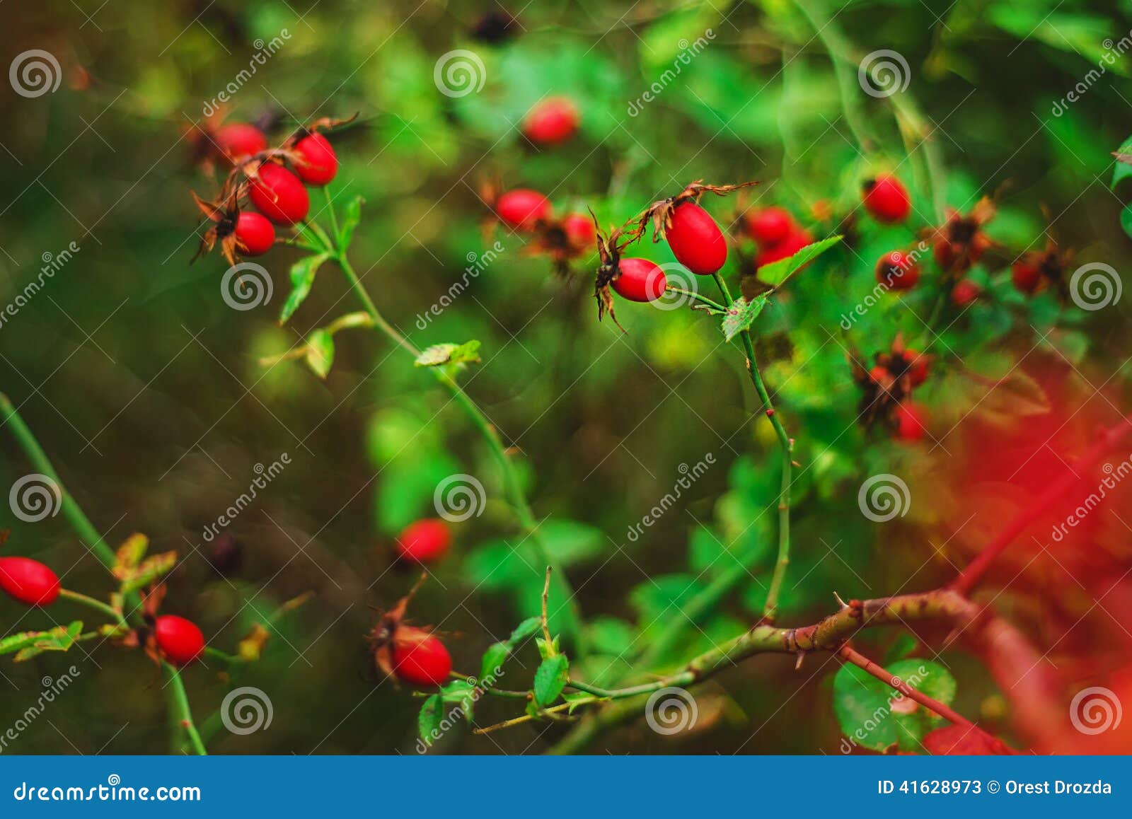 Briar wild rose stock image. Image of berry, briar, fruit - 41628973