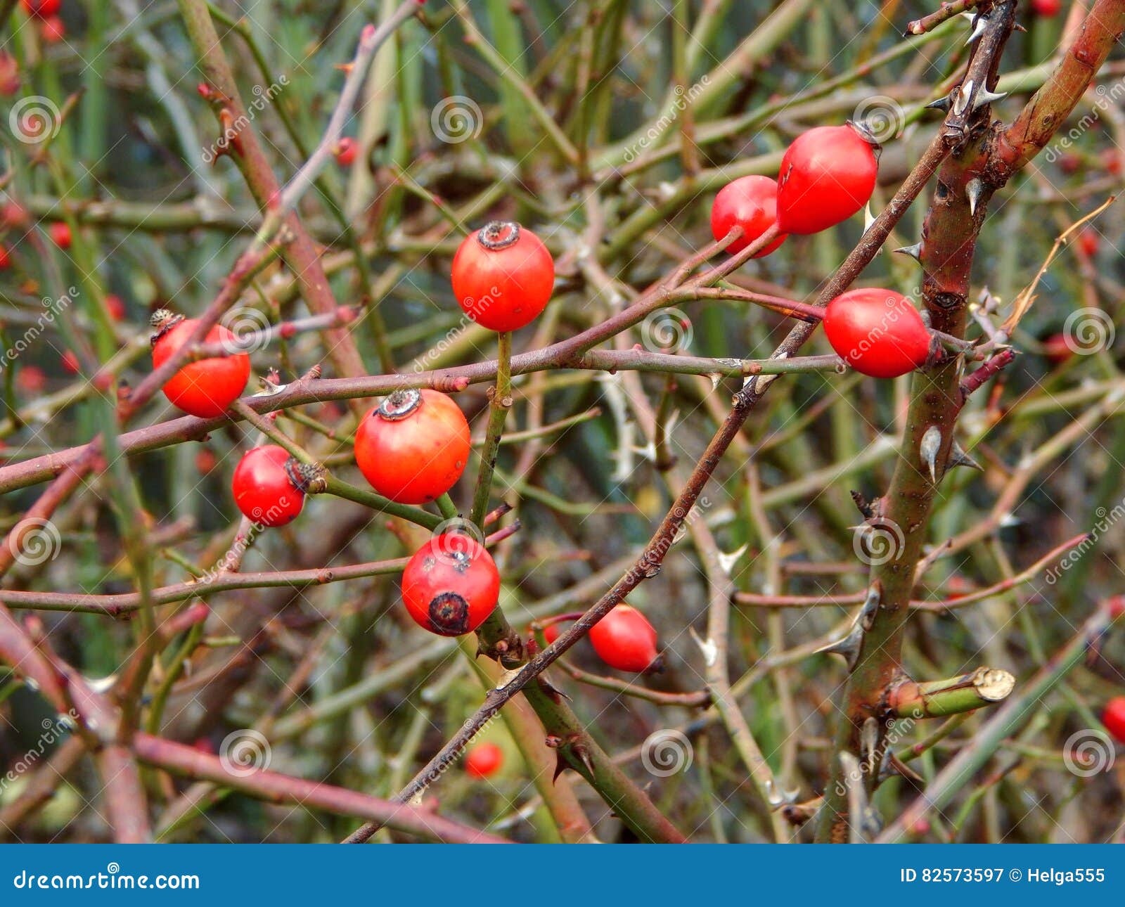Briar wild rose stock image. Image of seasonal, nature - 82573597