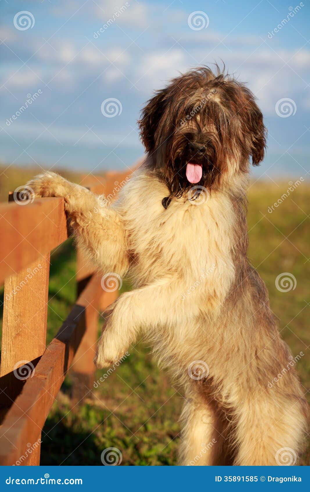 Briard dog stock image. Image of nature, fence, autumn - 35891585