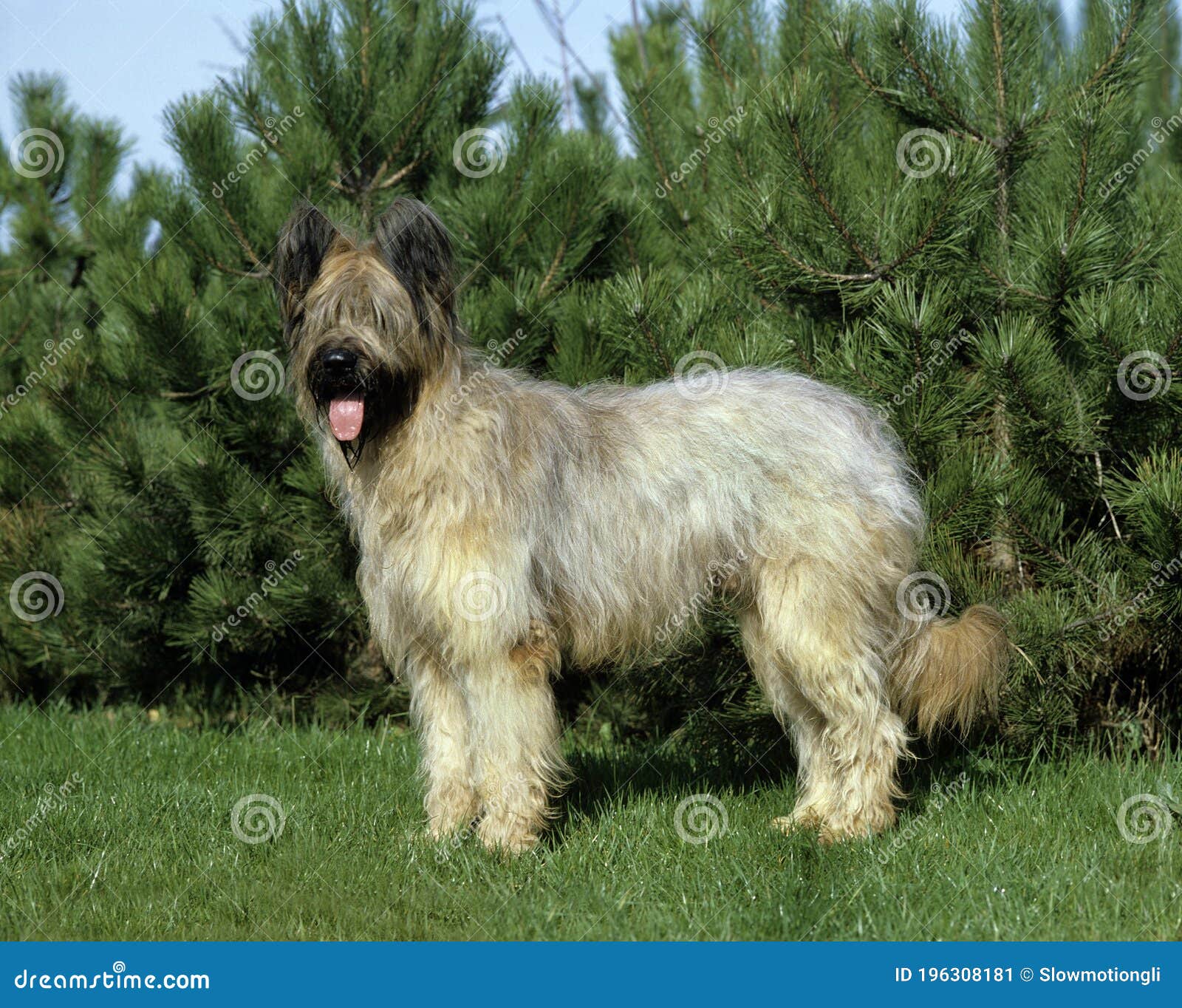 Briard Dog Standing on Grass Old Standard Breed with Cut Ears Stock ...
