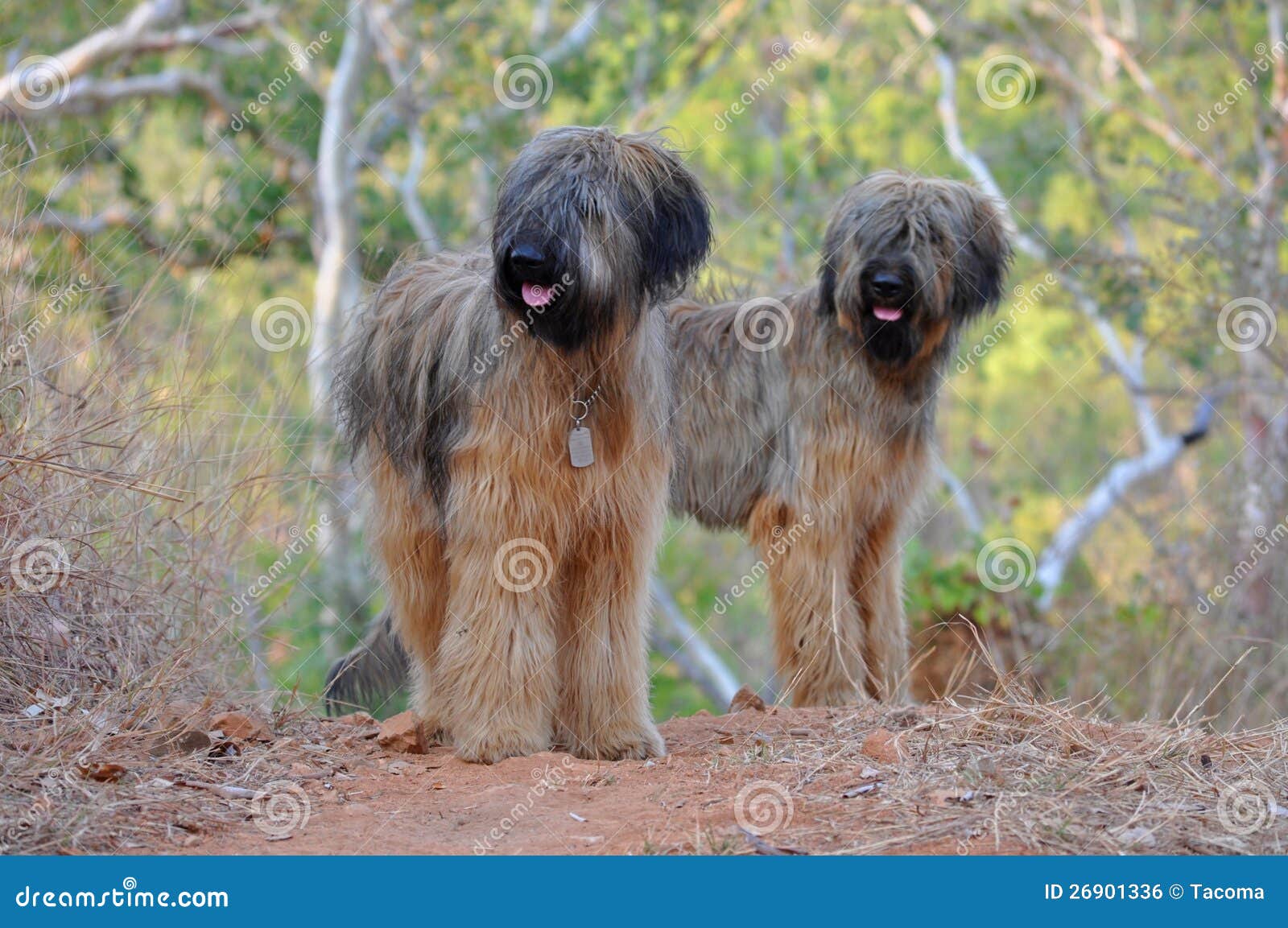Briard Dogs stock photo. Image of dogs, brie, briards - 26901336