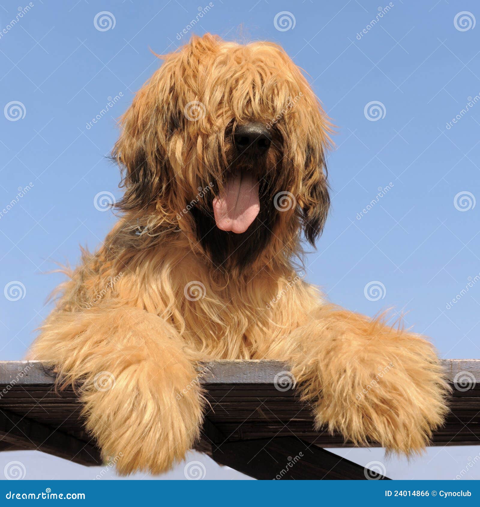 Briard, french shepherd stock photo. Image of pedigree - 24014866
