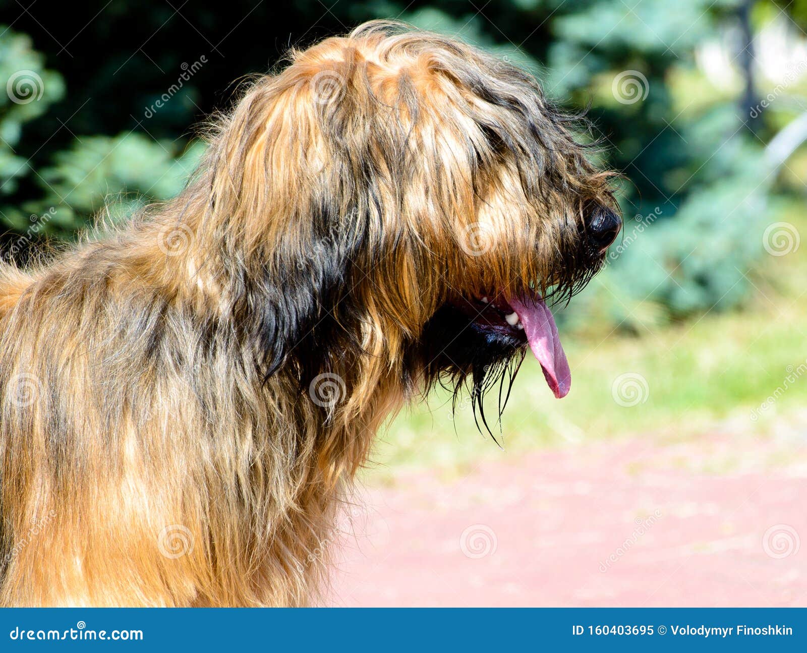Briard Portrait. the Briard Stands in the Park. Stock Image - Image of ...