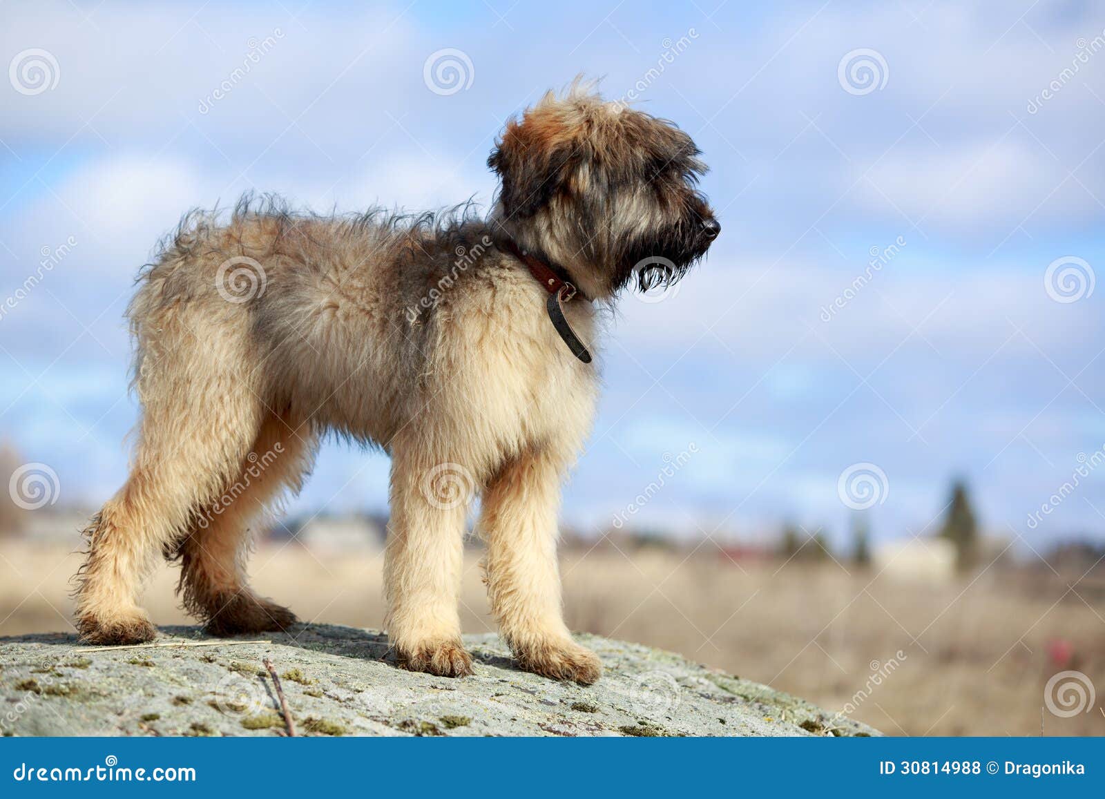 Briard puppy stock photo. Image of grass, nature, briard - 30814988