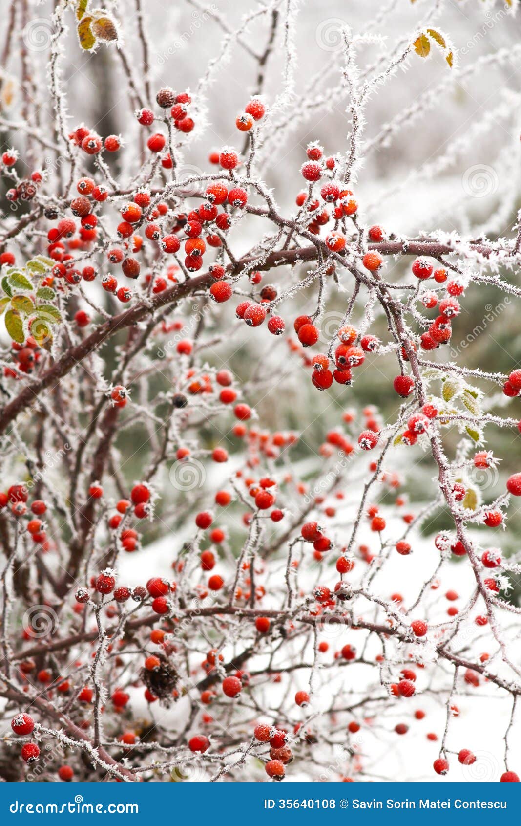 Briars Fruit and Freezing Fog Stock Photo - Image of cold, natural ...