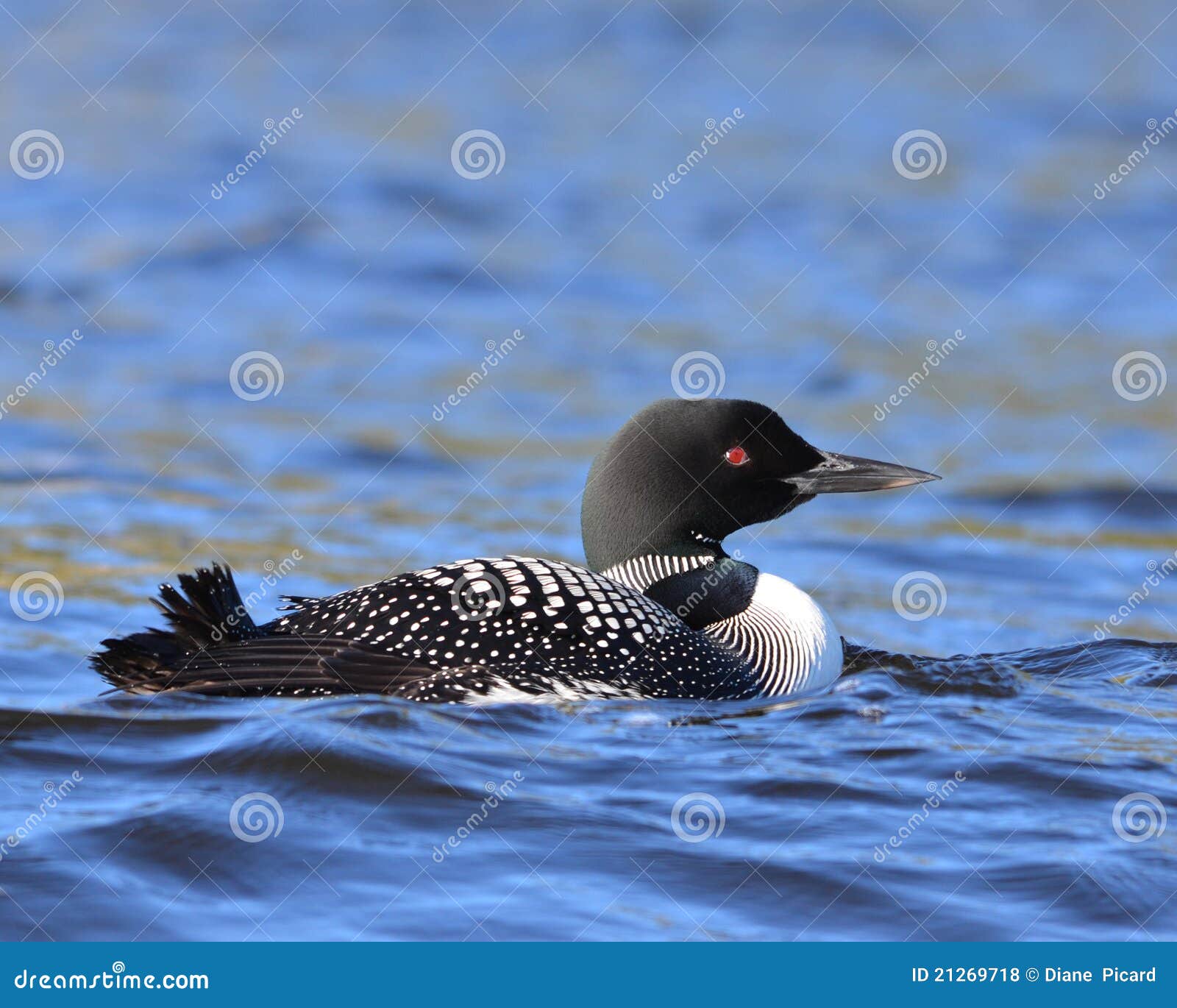 Bribón foto de archivo. Imagen de crianza, checkered - 21269718