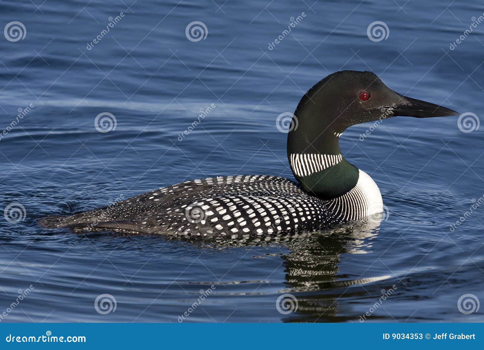 Bribón Común XII (immer Del Gavia) Imagen de archivo - Imagen de ...