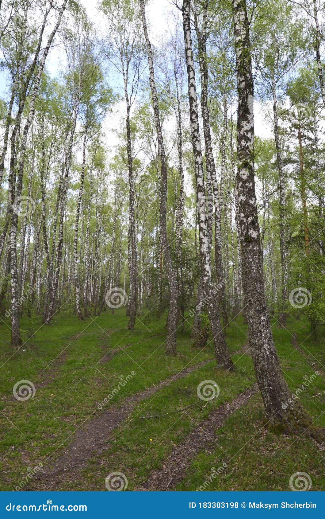 Brich forest spring stock photo. Image of wood, grass - 183303198