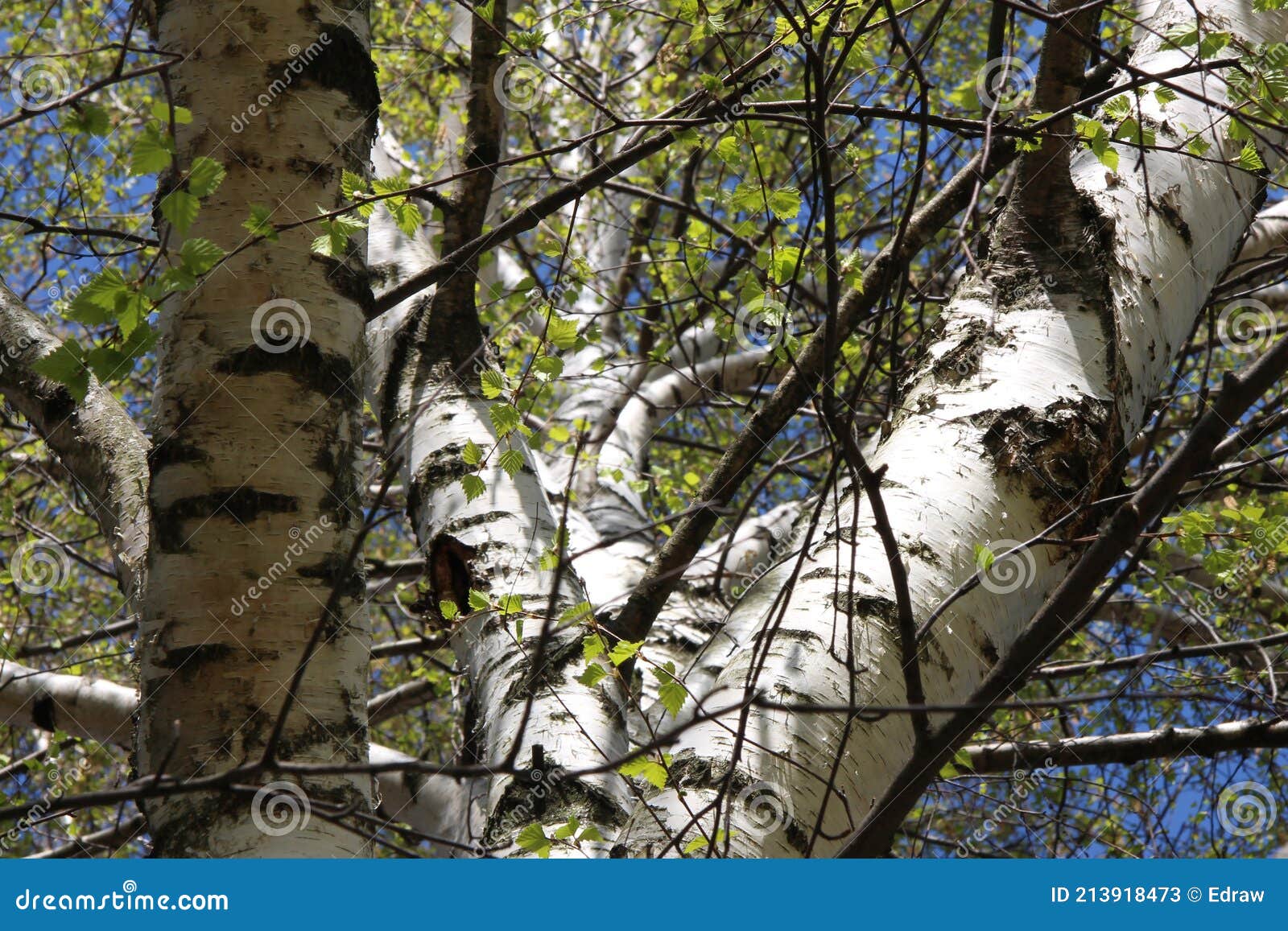 The brich - spring stock image. Image of nature, wild - 213918473