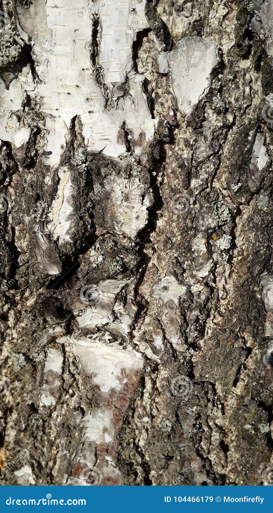 Brich texture. Macro stock image. Image of birch, texture - 104466179