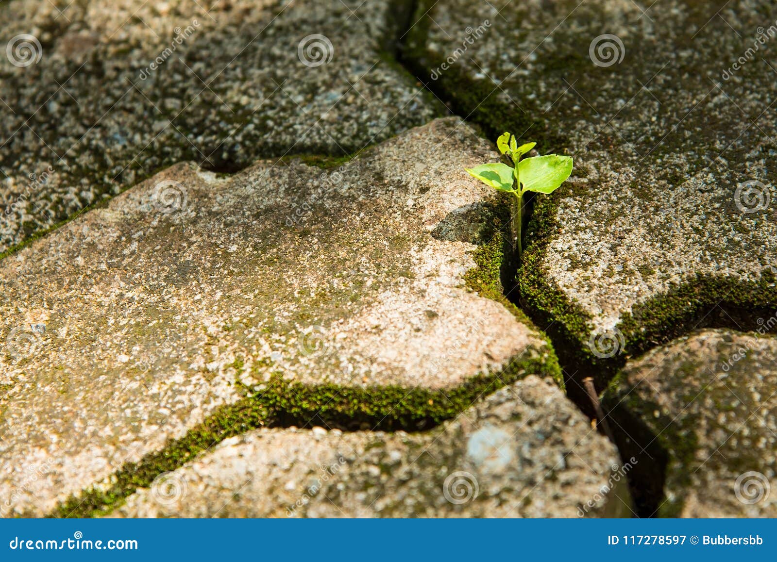Brick Blocks Pathway with Green Moss in the Park.Thailand. Stock Image ...