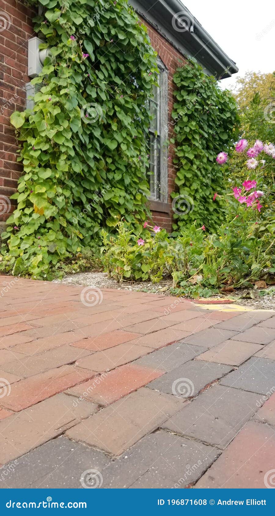 A Brick Building Being Overgrown Stock Photo - Image of tree, plant ...