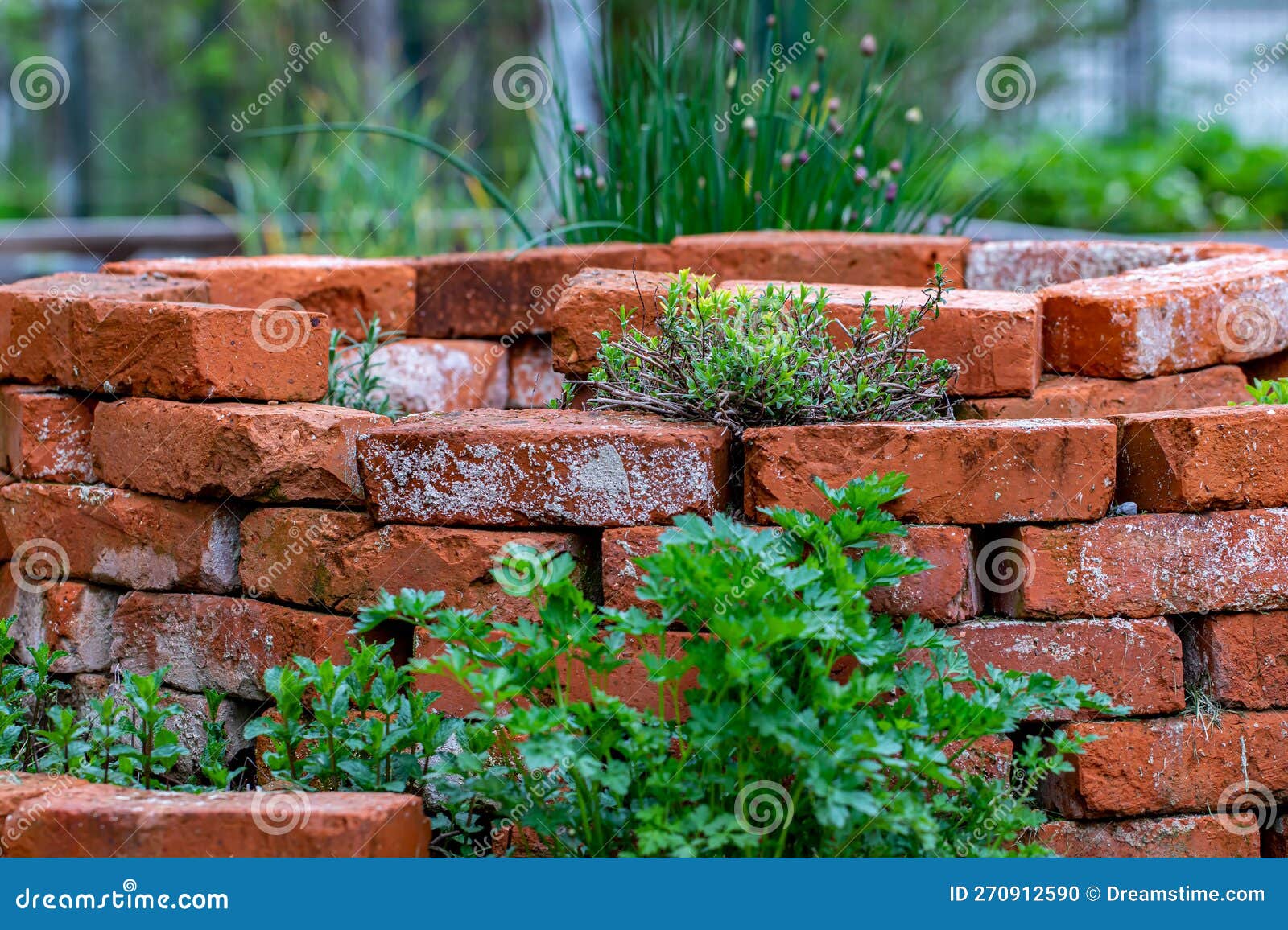 Brick Circle for Herbal Garden Stock Photo - Image of nature, local ...