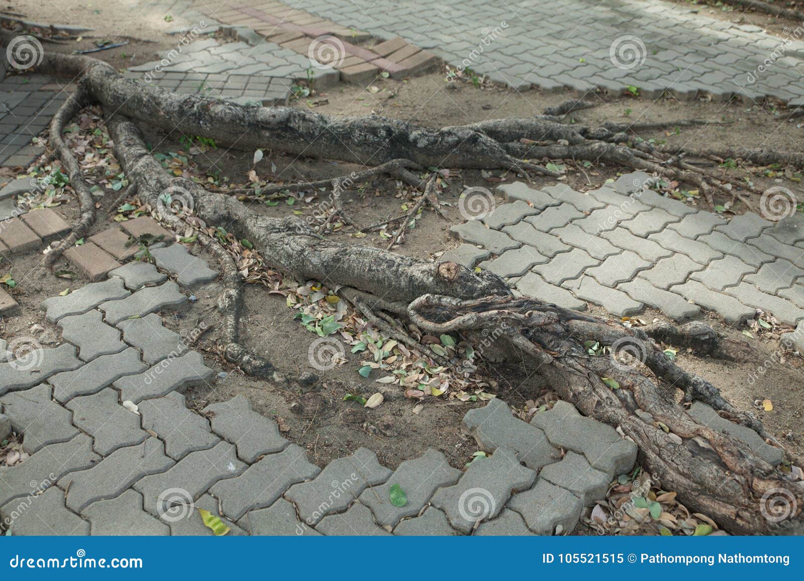 Brick Floor with Big Tree Roots Stock Image - Image of surface, jungle ...