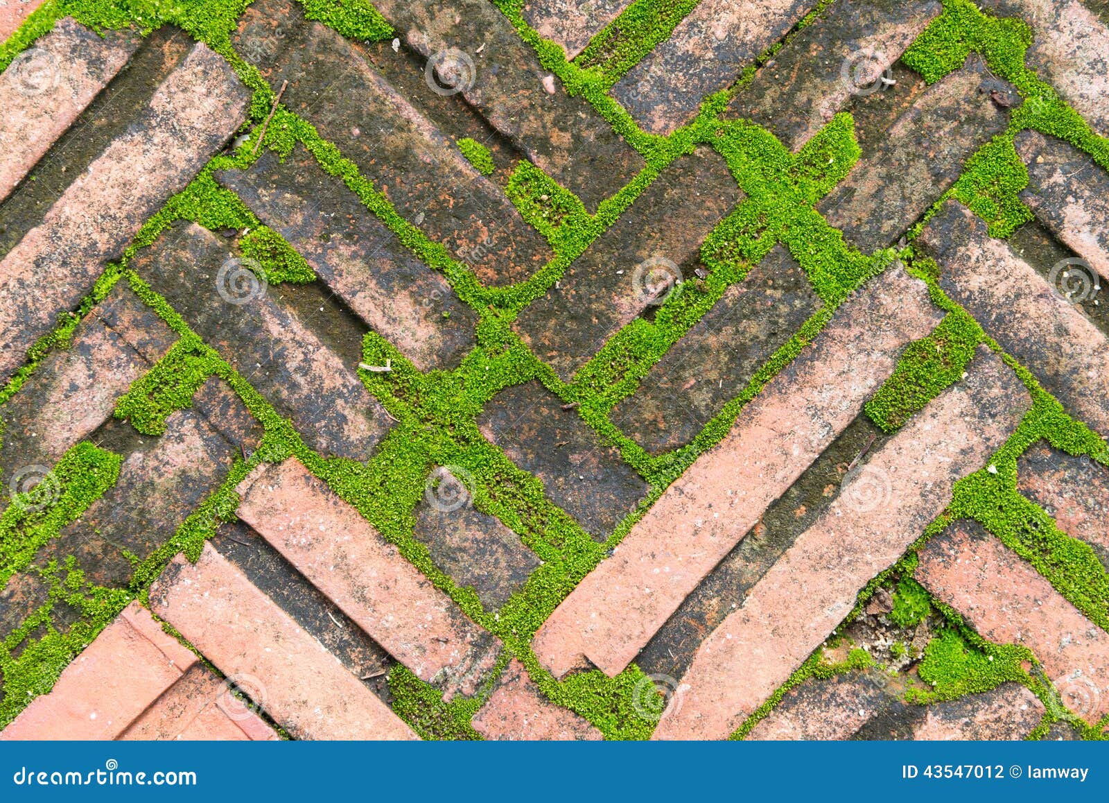 Brick on Ground Contain Some Moss Stock Photo - Image of lichen, stone ...