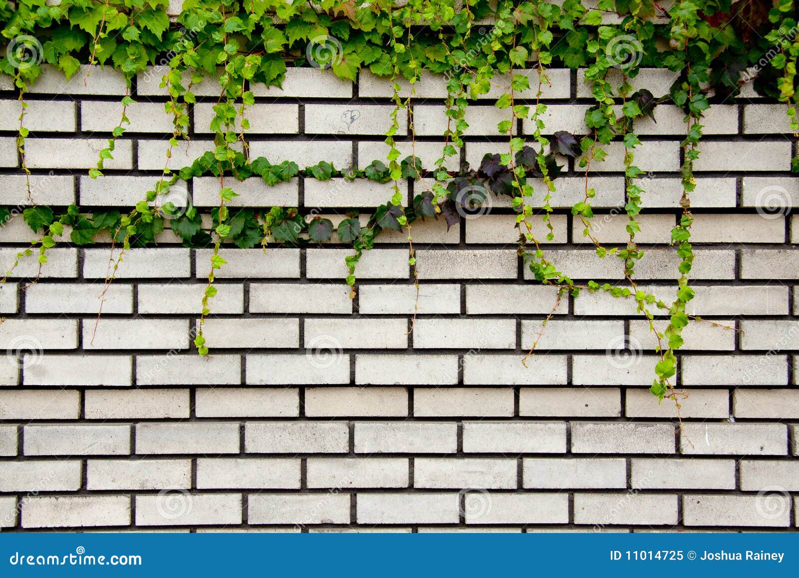 Brick with Ivy stock image. Image of cement, lines, white - 11014725