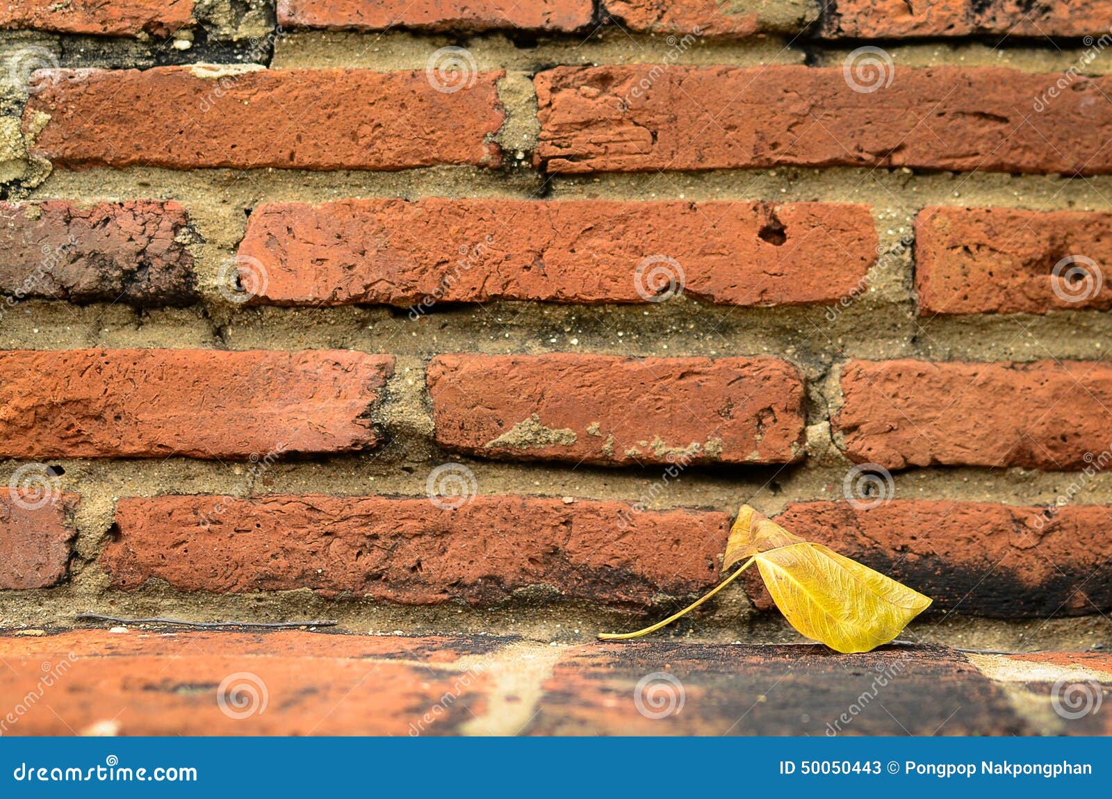 Brick and Leaf stock image. Image of fall, brick, backdrop - 50050443
