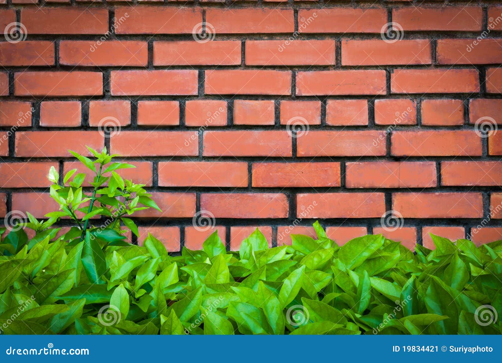 Brick and leaves stock image. Image of building, spring - 19834421